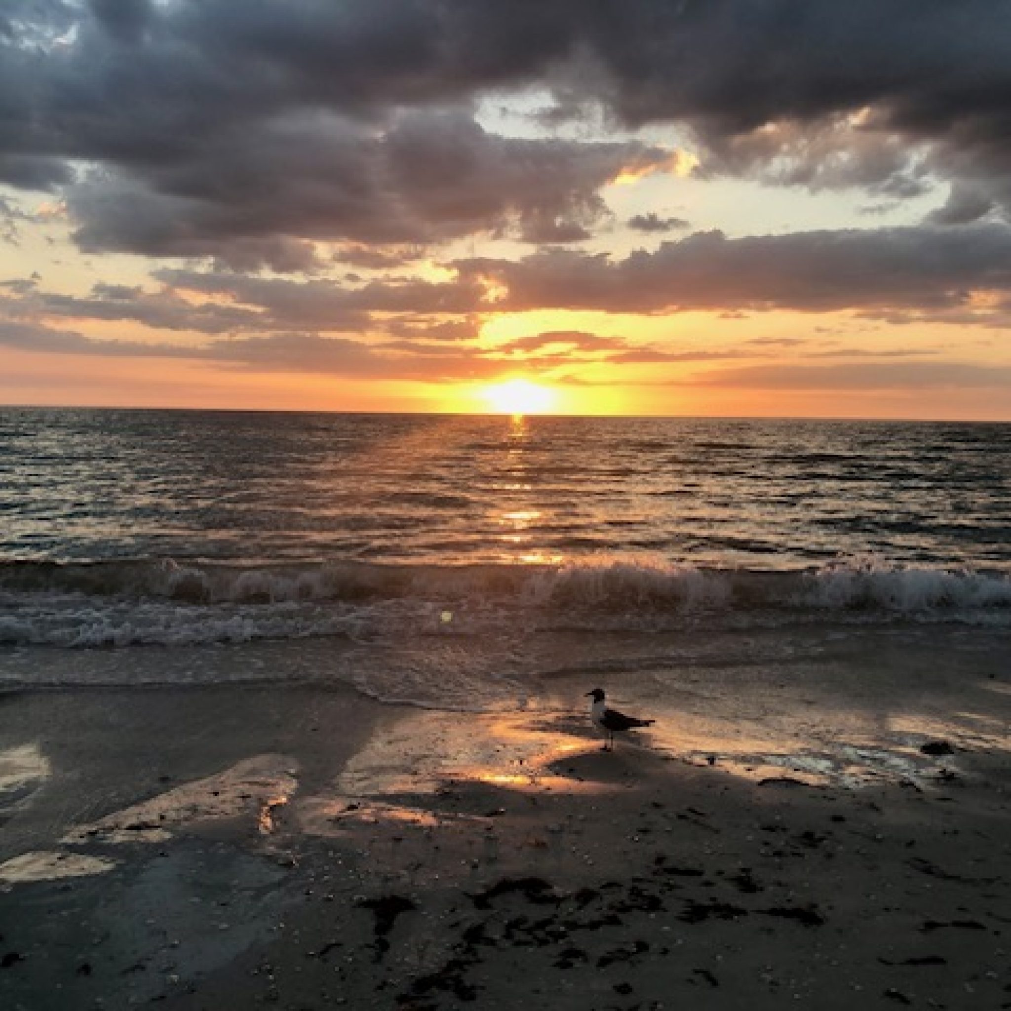 Photo Gallery - Siesta Key Chamber of Commerce - Siesta Key, FL